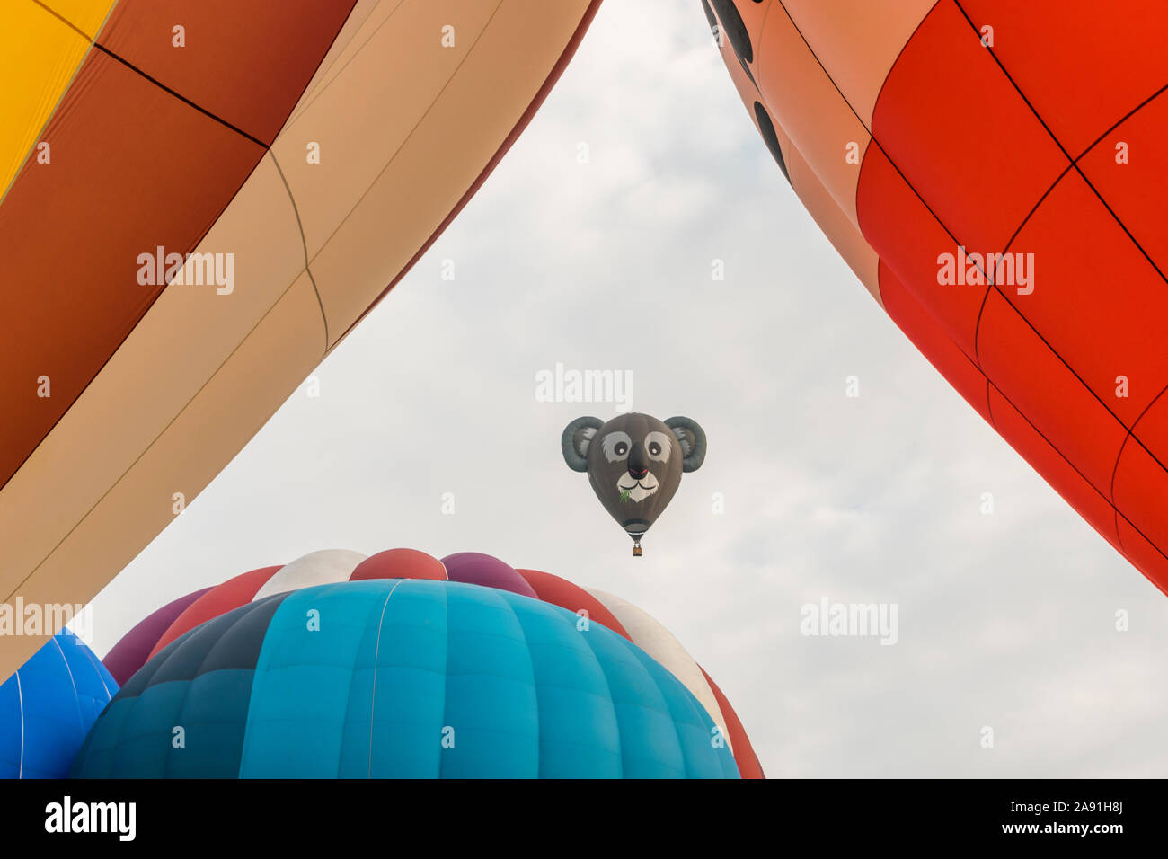 Koala shape balloon hi-res stock photography and images - Alamy