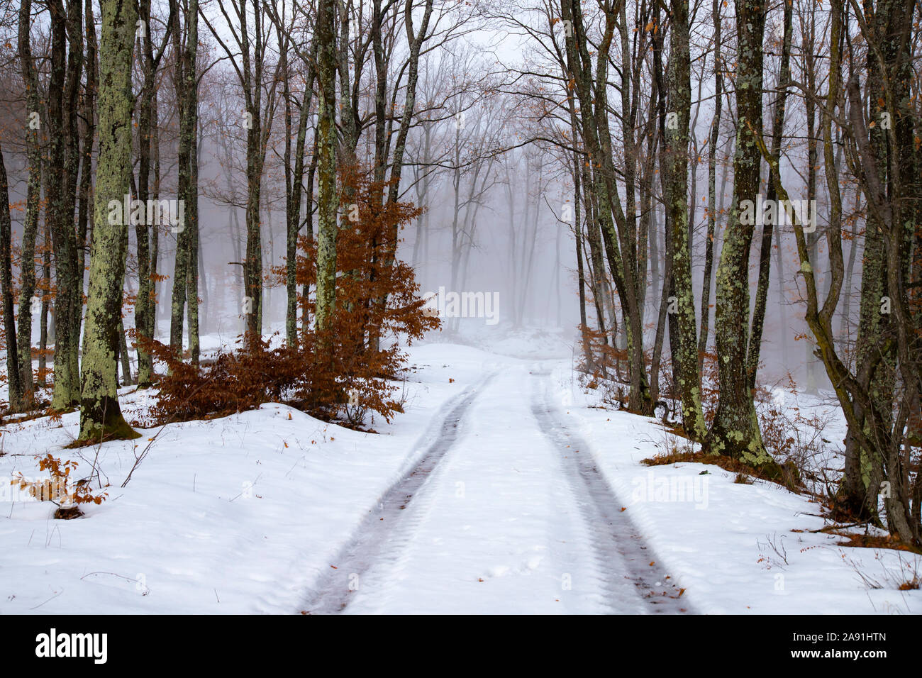 Country road in snowy forest in the mountains Stock Photo - Alamy