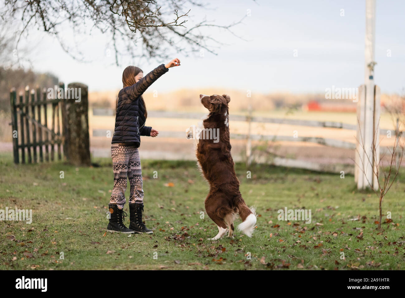 Girl teaching dog tricks Stock Photo - Alamy