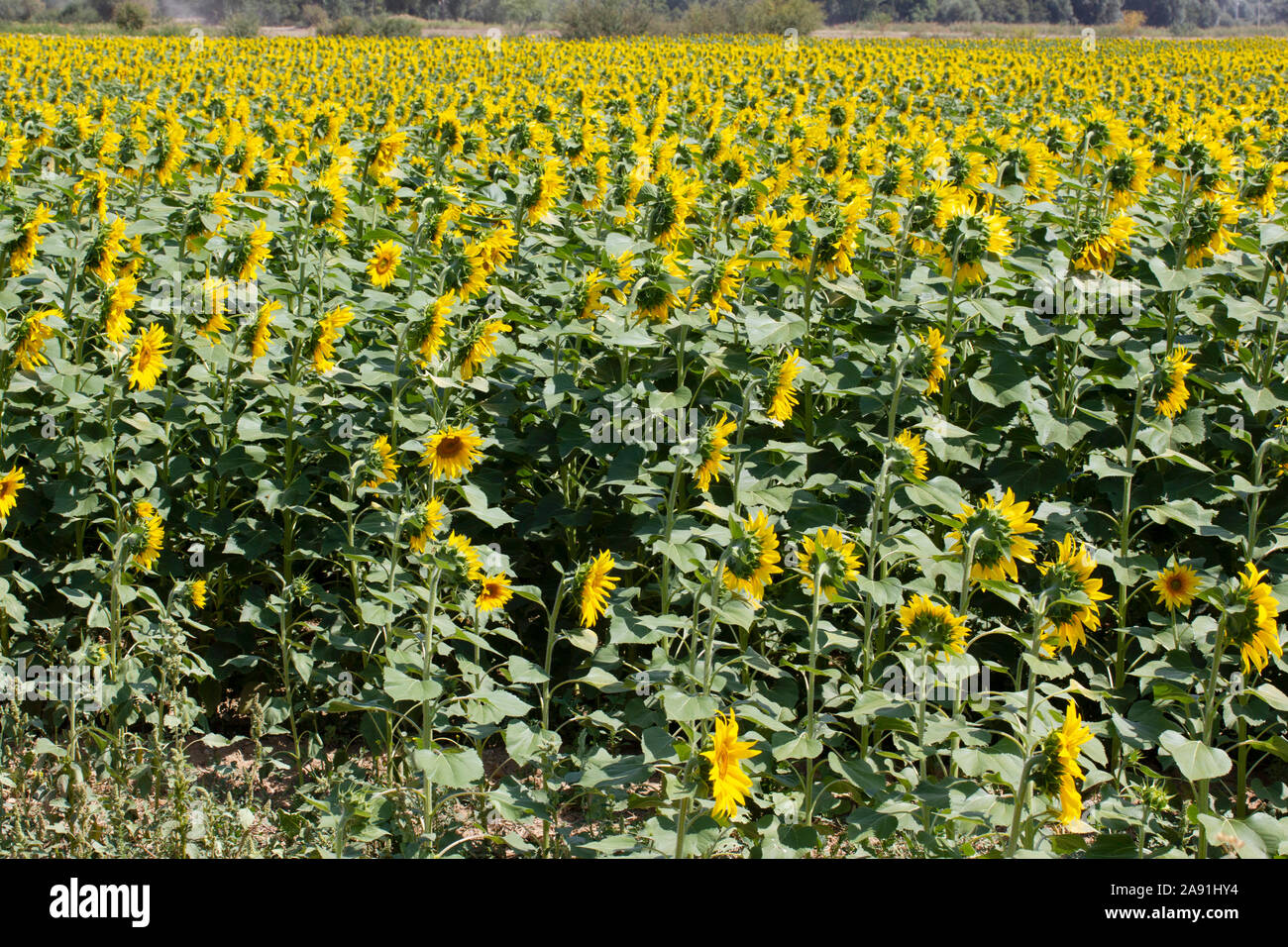 sunflower field landscape in summer Stock Photo - Alamy