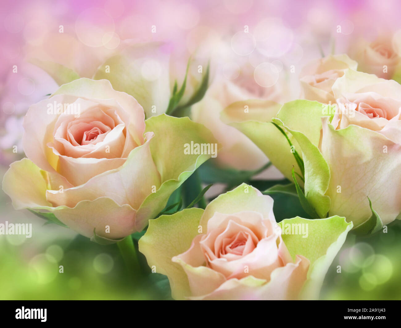 Dusky rose pink flowers hi-res stock photography and images - Alamy