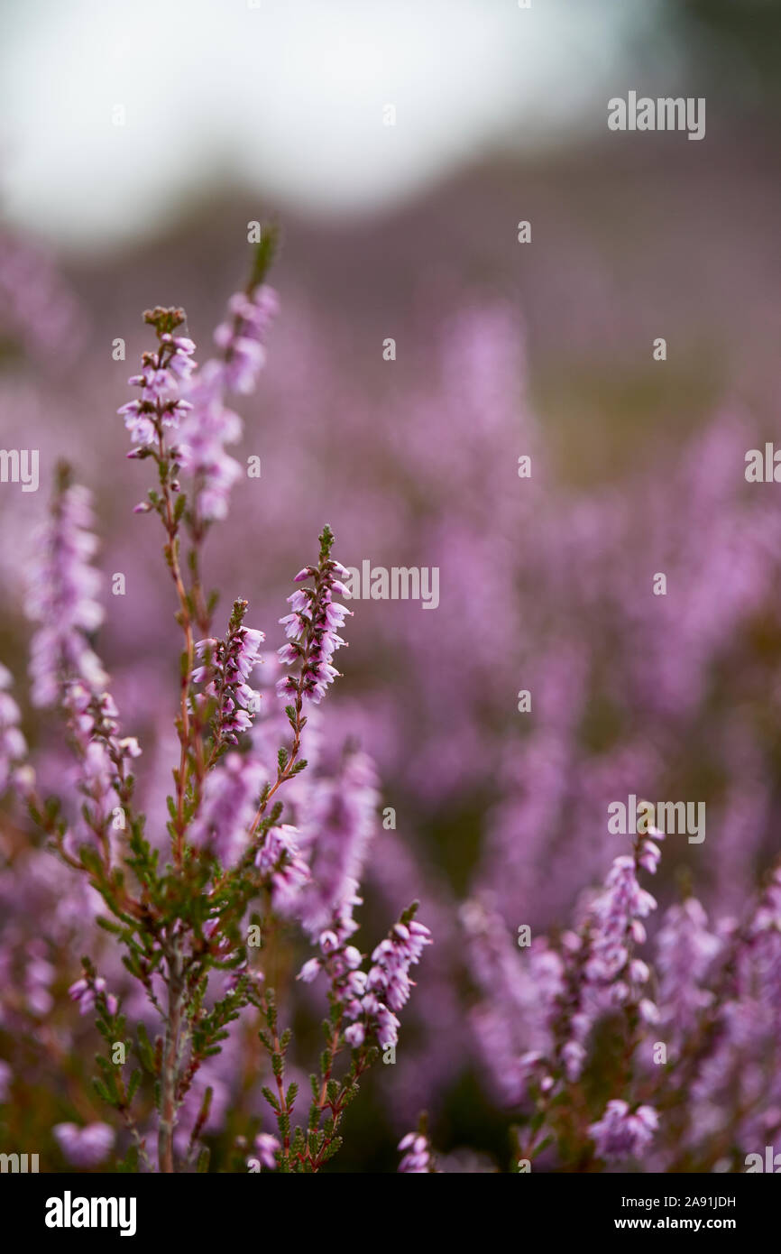 Heather flower close up hi-res stock photography and images - Alamy