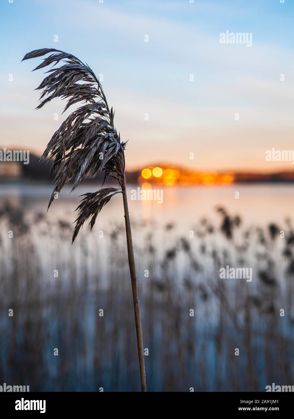 Close up water reed hi-res stock photography and images - Alamy