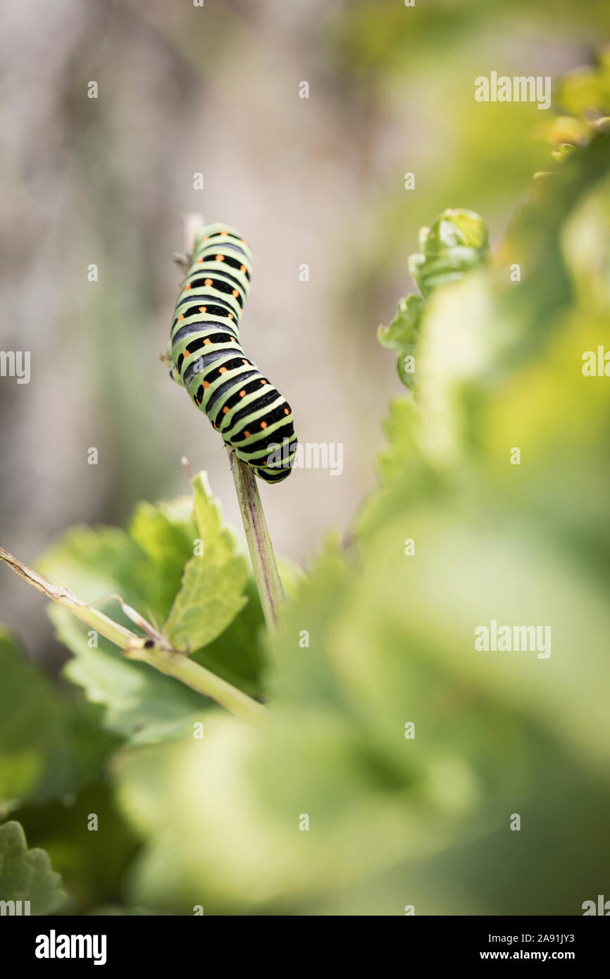 Common caterpillar hi-res stock photography and images - Alamy