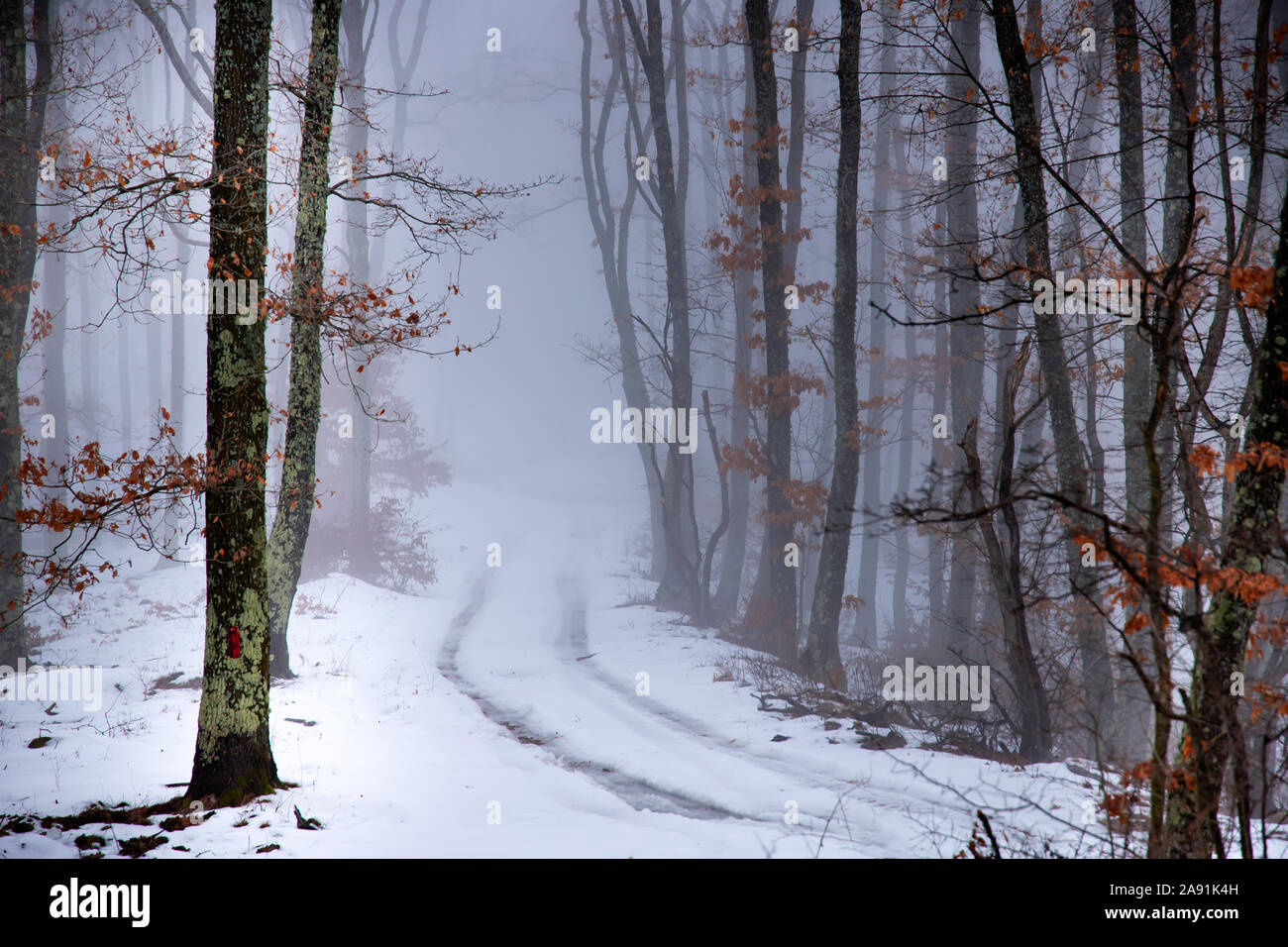 Country road in snowy forest in the mountains Stock Photo - Alamy