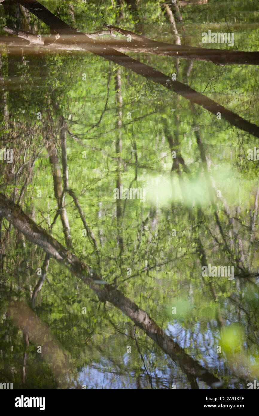 Trees reflecting in water Stock Photo - Alamy