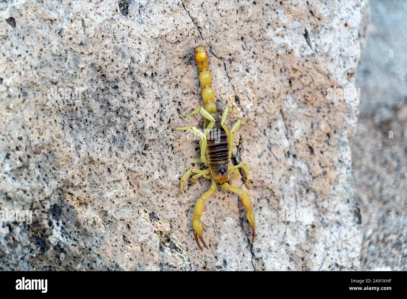 Yellow Scorpion on a rock in Baja California Sur desert Mexico Stock ...