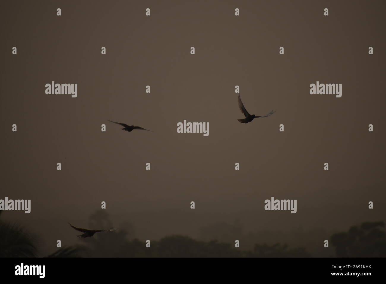 Pigeon and crow hi-res stock photography and images - Alamy