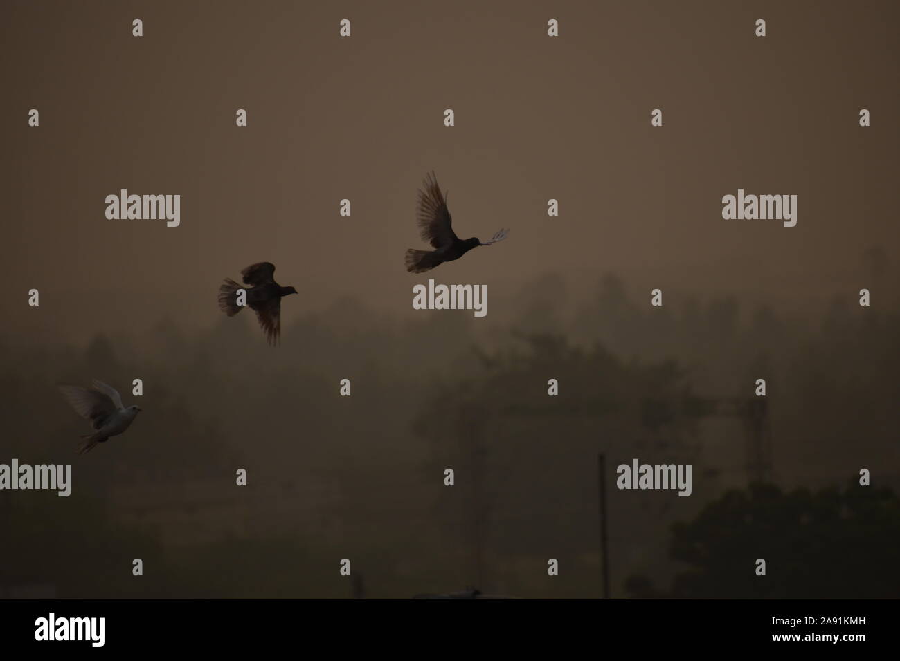 Pigeon birds hi-res stock photography and images - Alamy