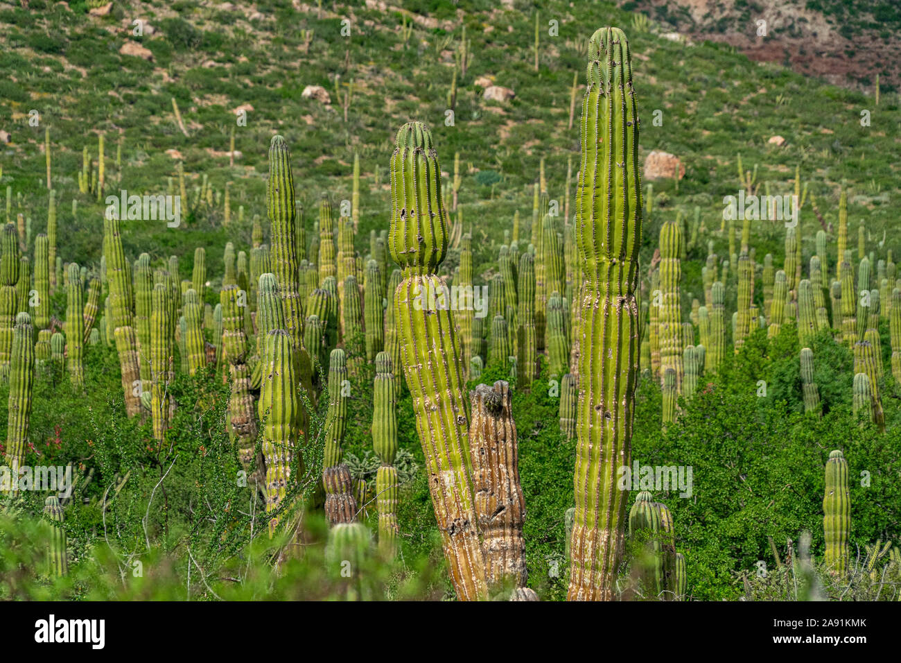 baja california sur giant cactus forest in the desert Stock Photo - Alamy
