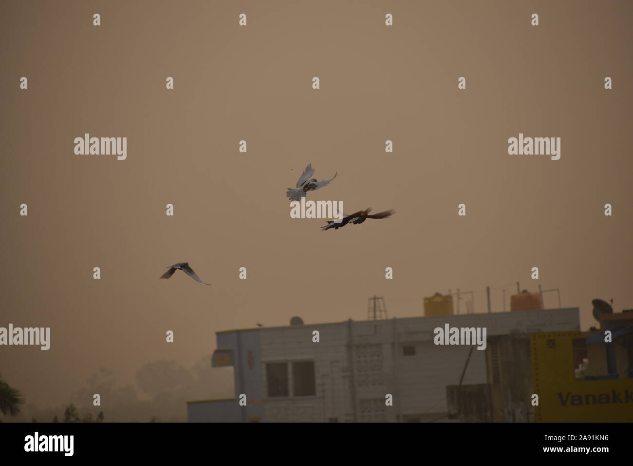 Birds flying through the fog, in the morning, pigeon birds flying in ...