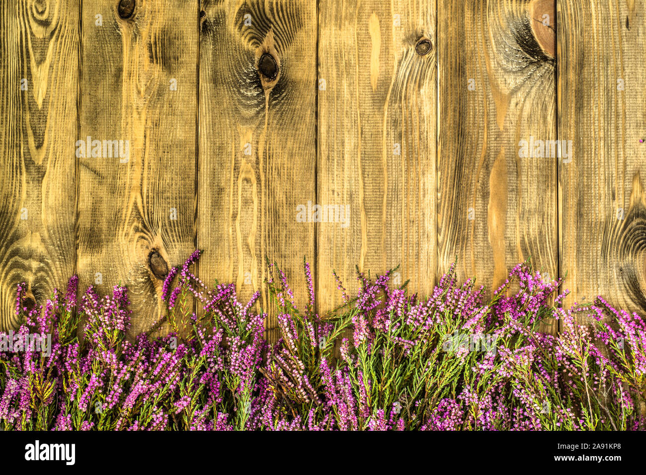 Heather flowers, autumn background, floral frame Stock Photo - Alamy