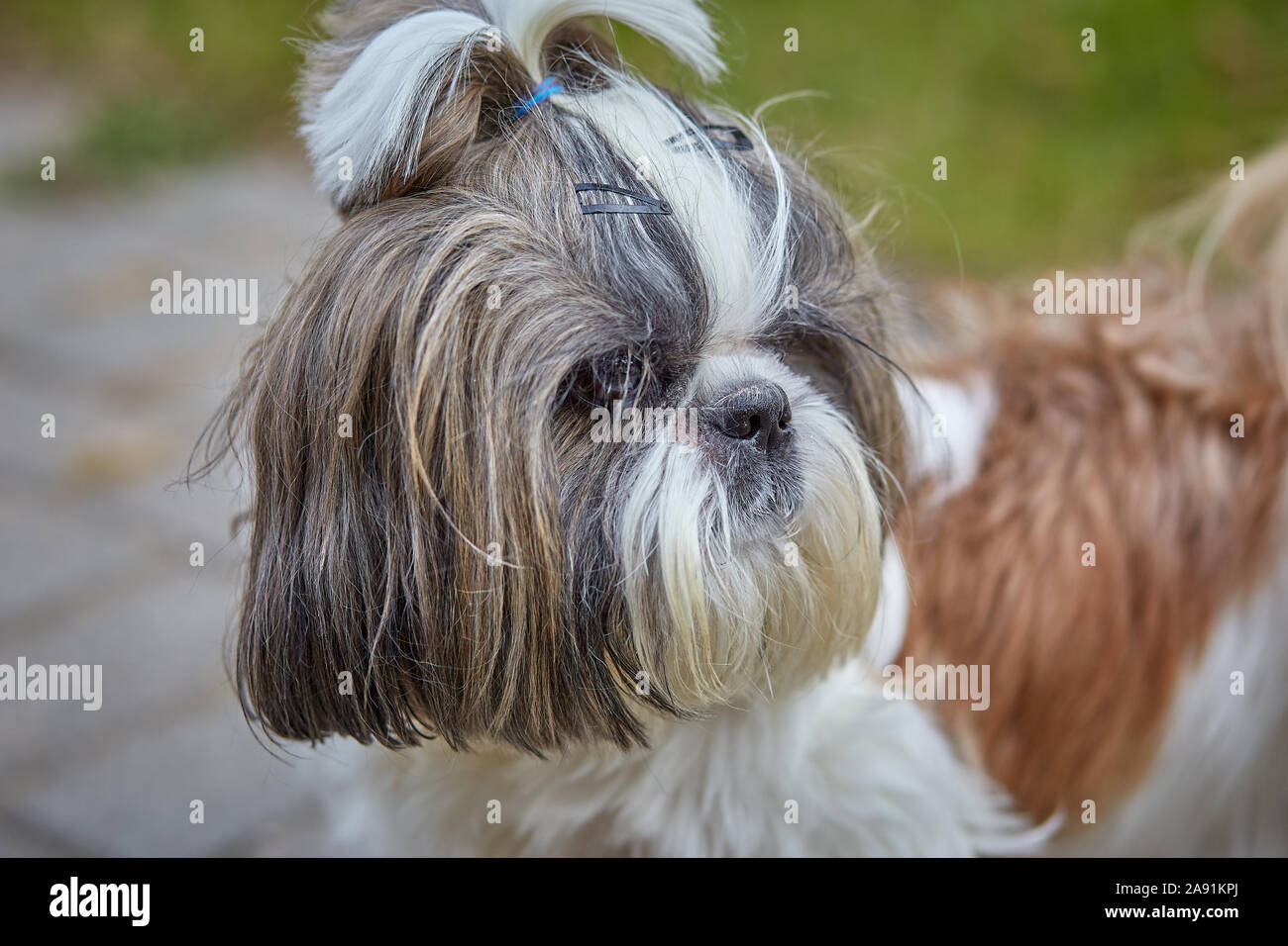 Tsu vector hi-res stock photography and images - Alamy