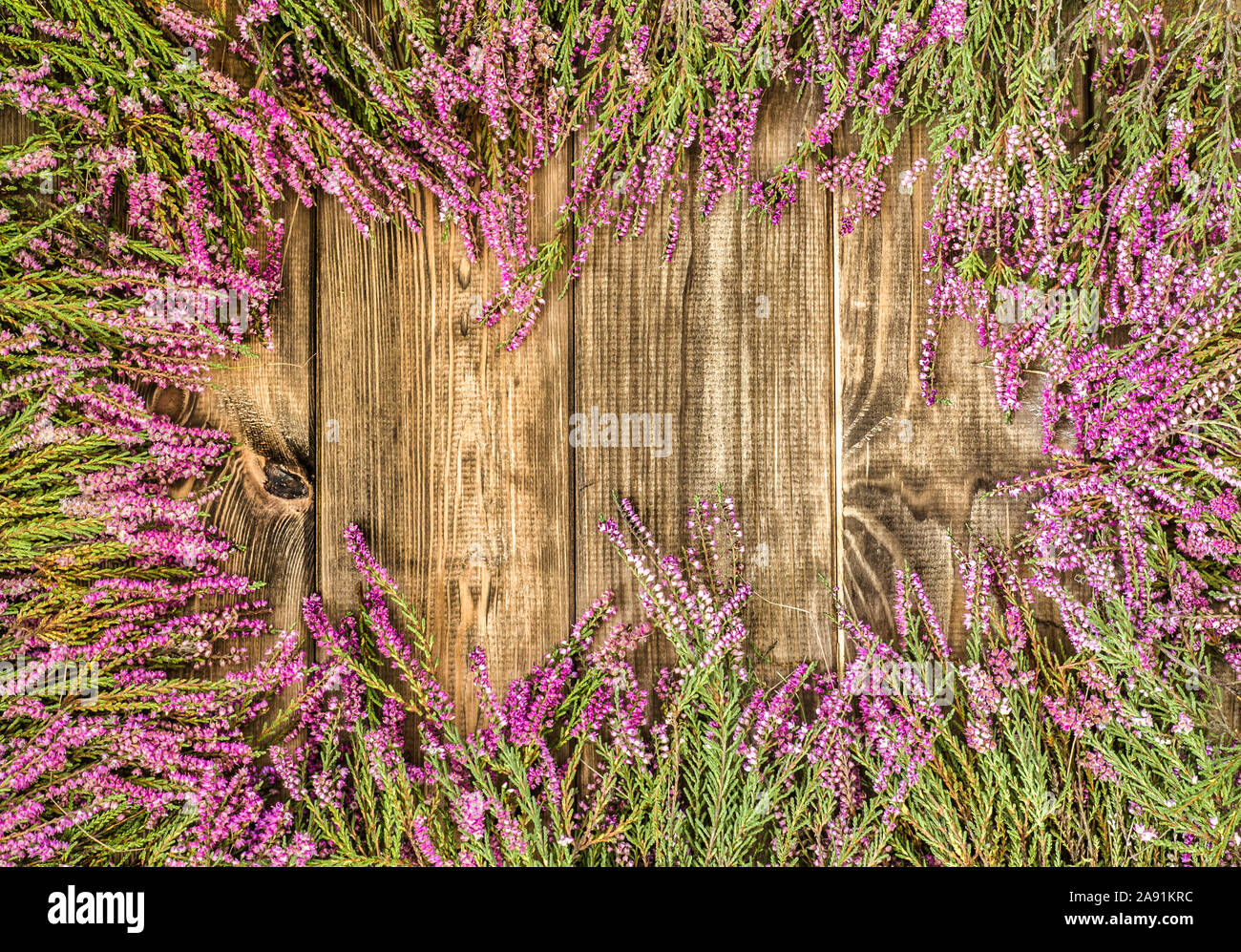 Heather flowers, autumn background, floral frame Stock Photo - Alamy