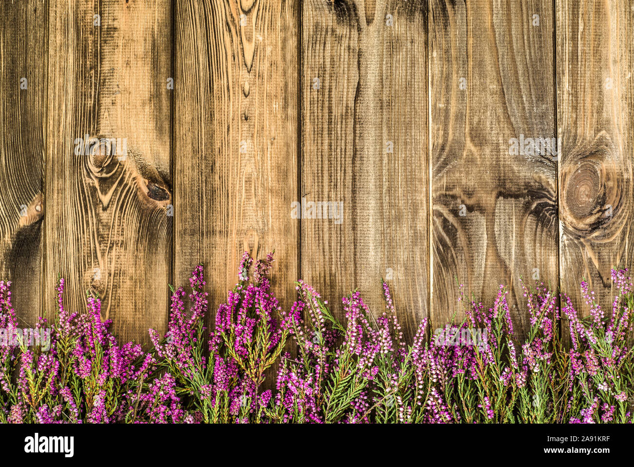 Heather flowers, autumn background, floral frame Stock Photo - Alamy