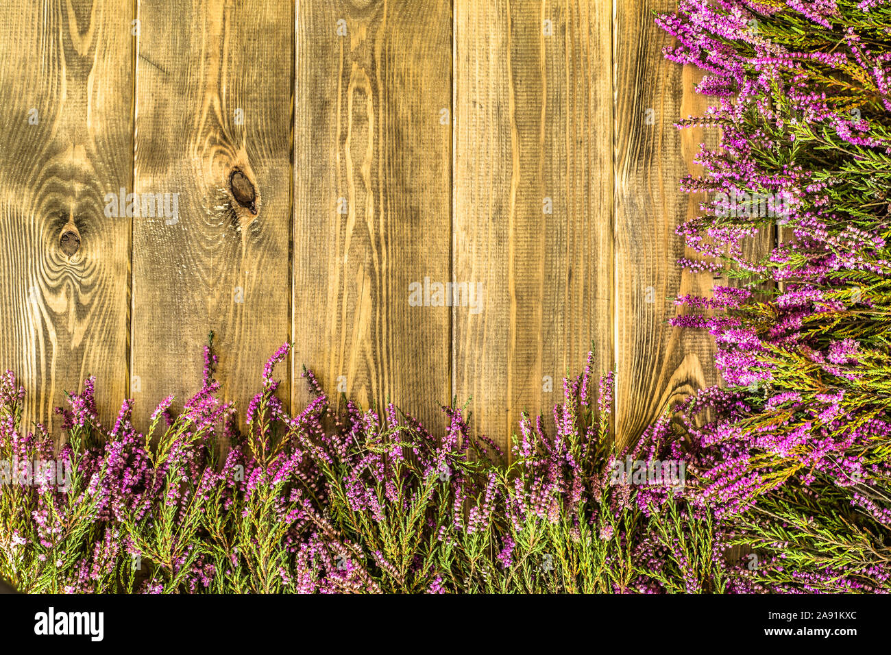 Heather flowers, autumn background, floral frame Stock Photo - Alamy