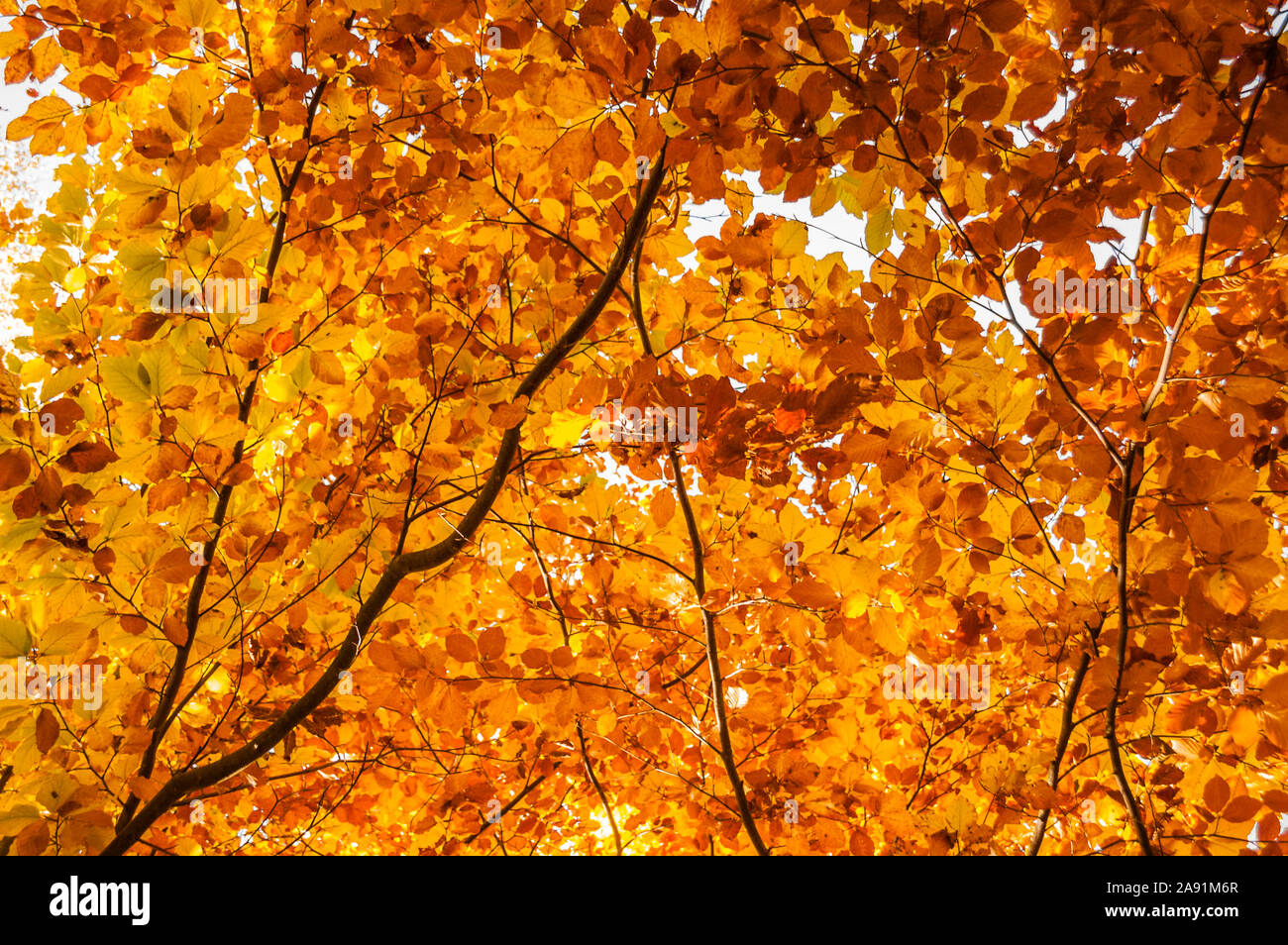 Yellow leaves on tree. Autumn wallpaper Stock Photo - Alamy