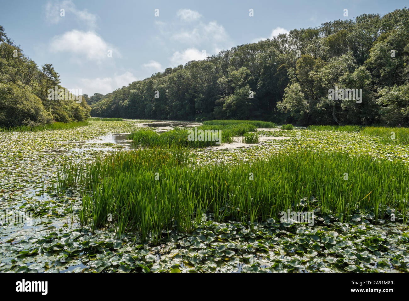 Bosherston lily ponds hi-res stock photography and images - Alamy