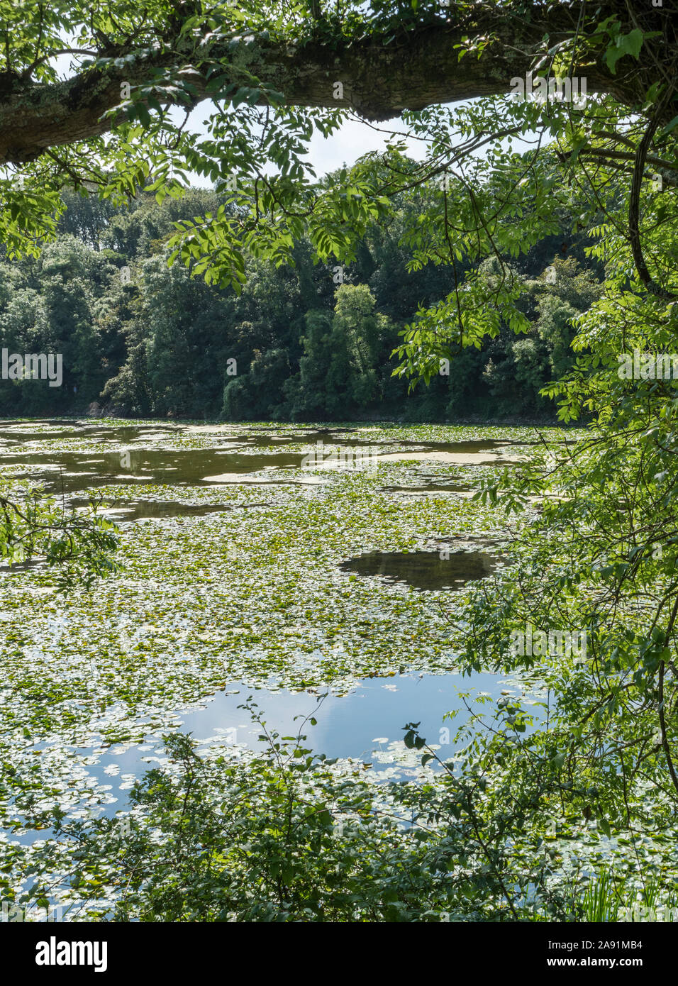 Lily ponds hi-res stock photography and images - Alamy