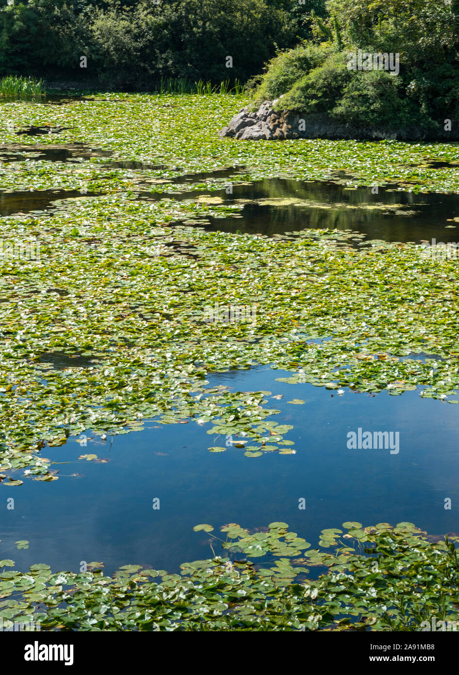Freshwater ponds hi-res stock photography and images - Alamy