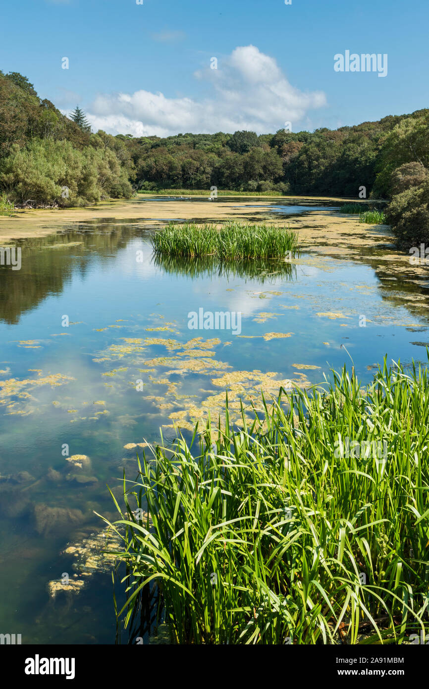 Lily ponds hi-res stock photography and images - Alamy