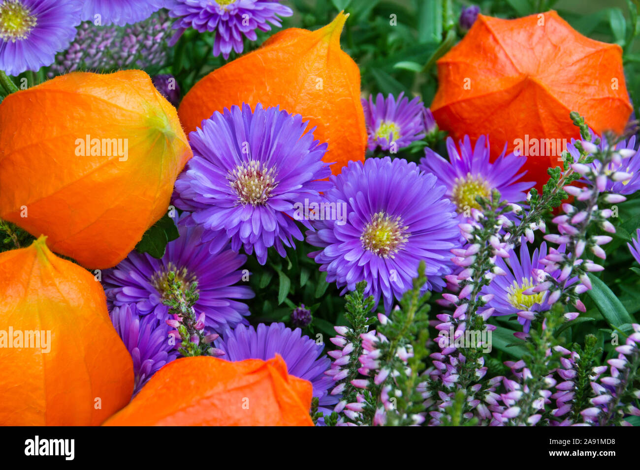 Autumn flowers background Stock Photo - Alamy