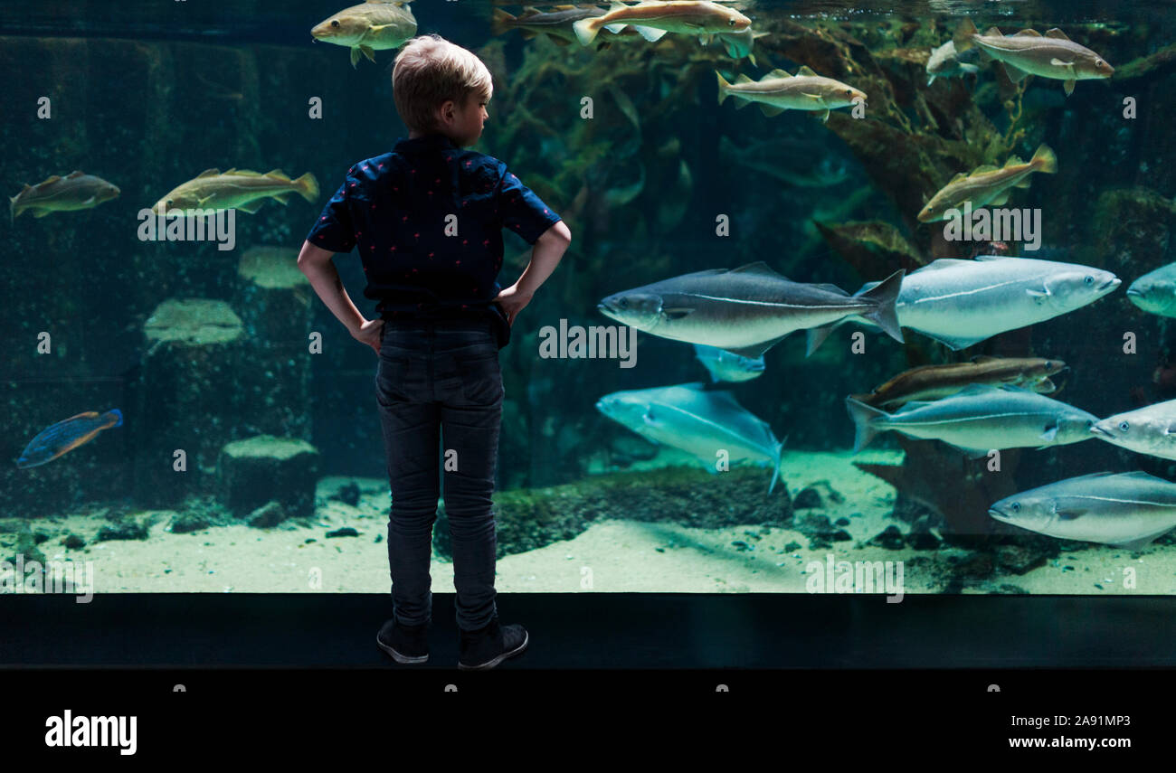 Boy looking at fish in aquarium Stock Photo - Alamy