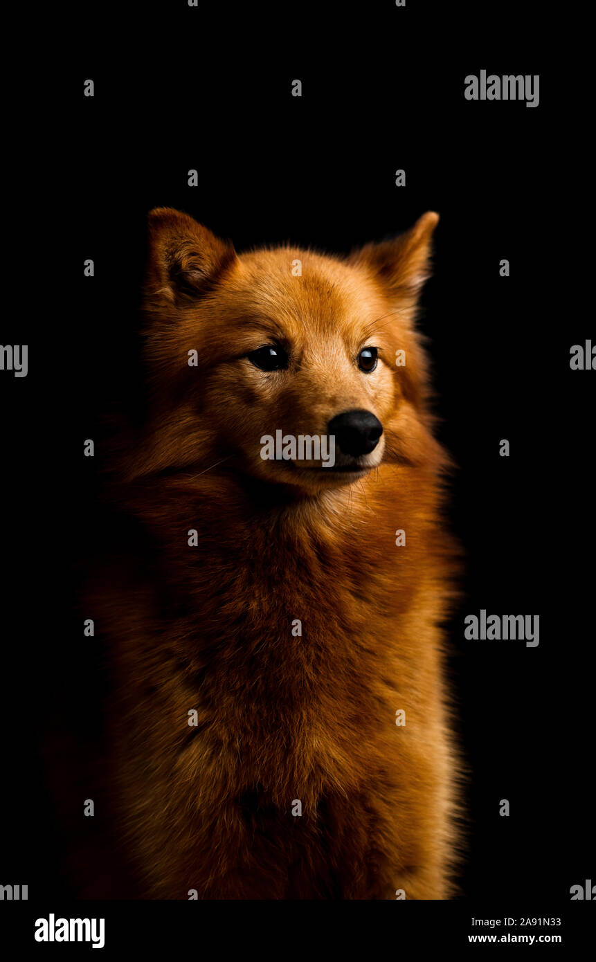 Dog, studio shot Stock Photo - Alamy