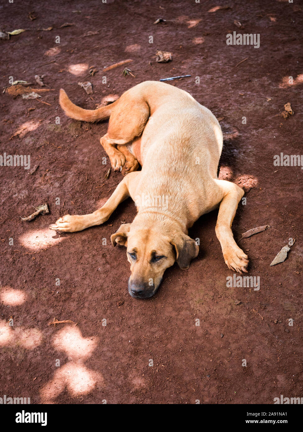 Lazy dog laying on the floor Stock Photo - Alamy