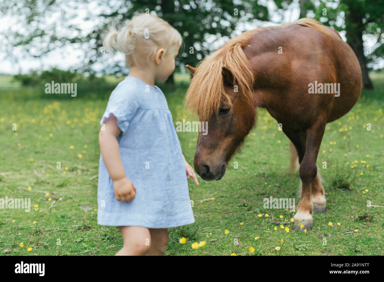 Girl looking at pony Stock Photo - Alamy