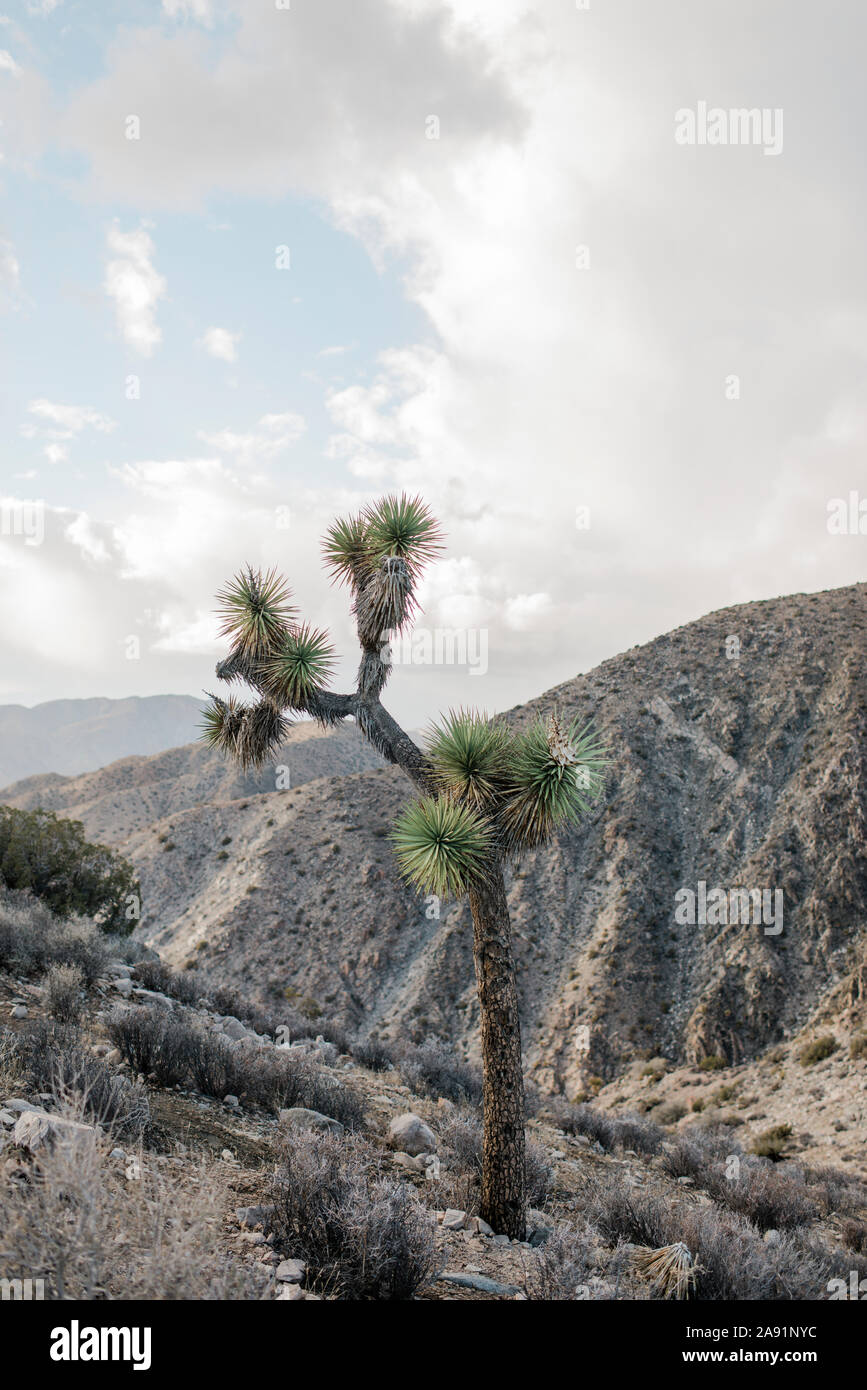 Tree in mountains Stock Photo - Alamy