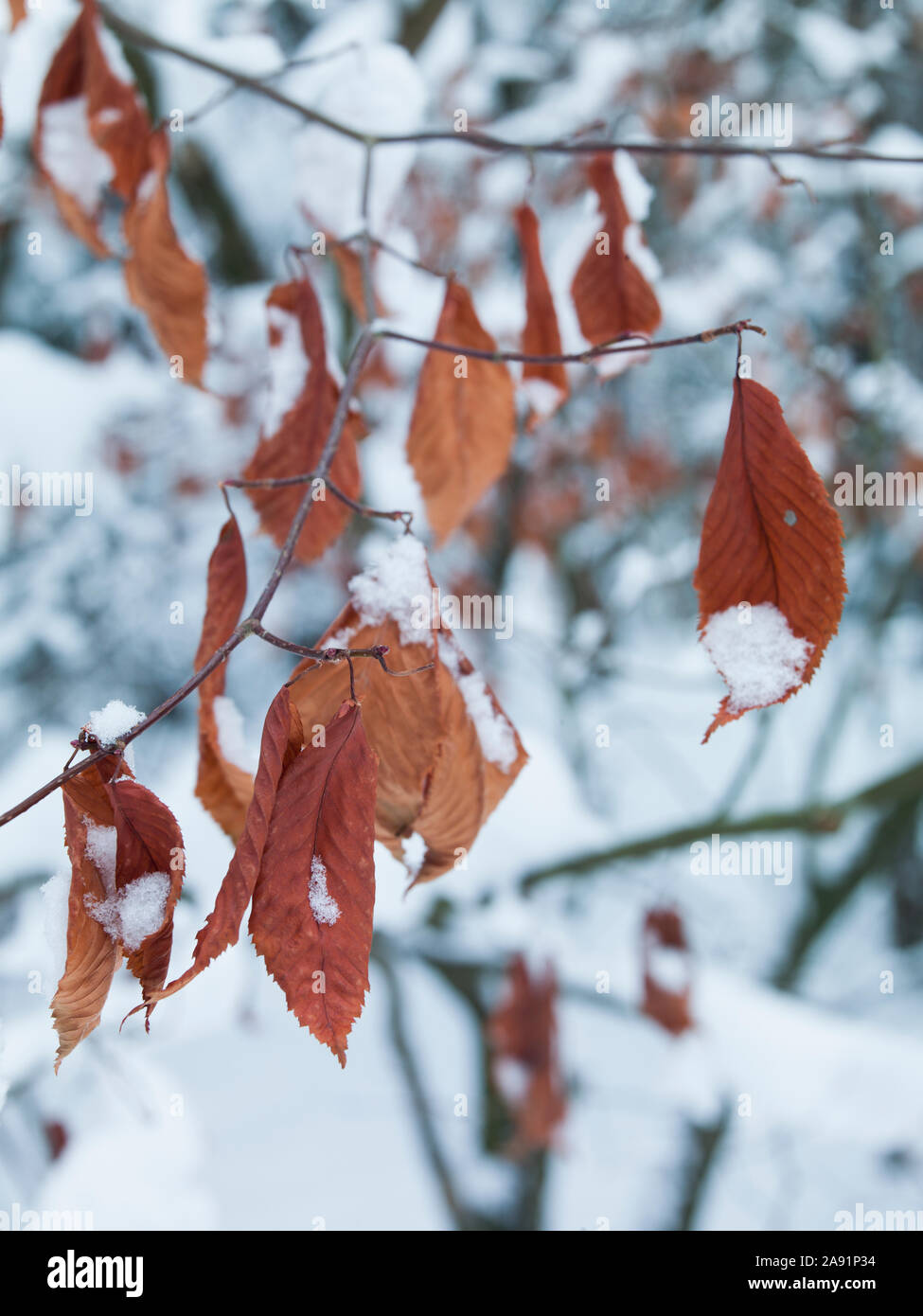 Branch leaves withered hi-res stock photography and images - Alamy