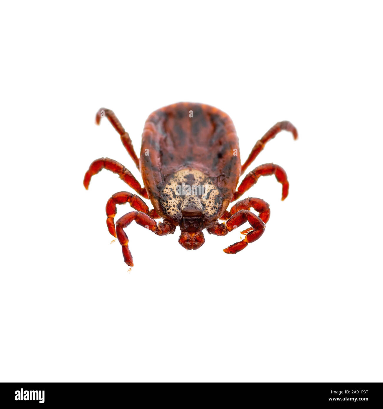 Encephalitis Virus or Lyme Borreliosis Disease or Monkey Fever ...