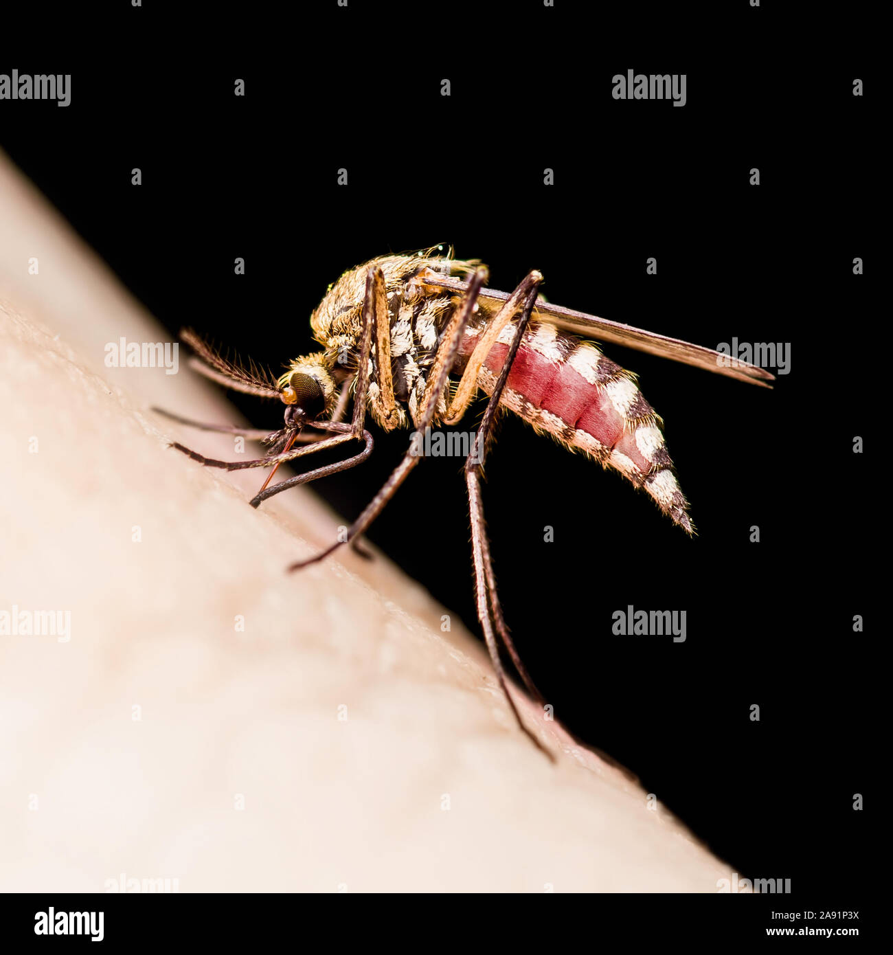 Encephalitis, Yellow Fever, Malaria Disease or Zika Virus Infected ...