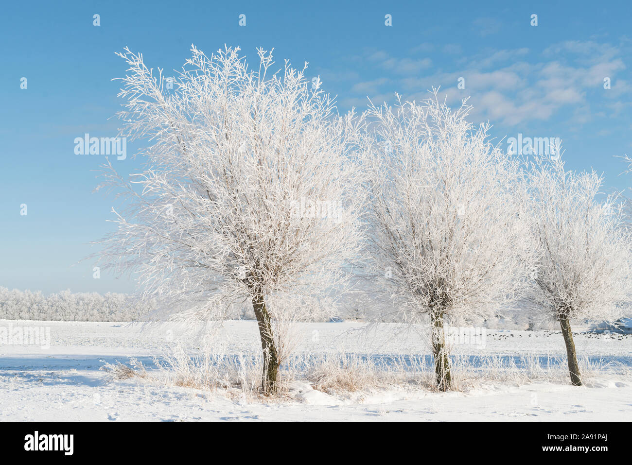 Trees at winter Stock Photo - Alamy