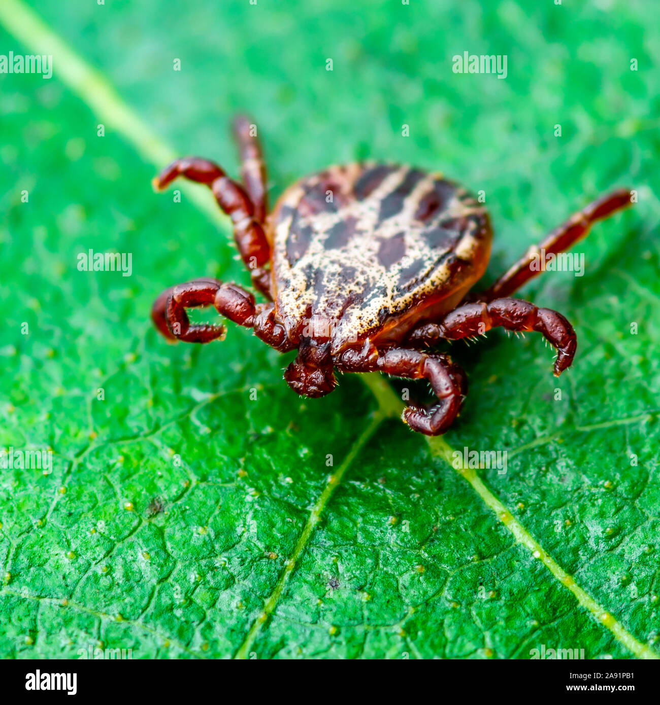 Encephalitis Virus or Lyme Borreliosis Disease or Monkey Fever ...