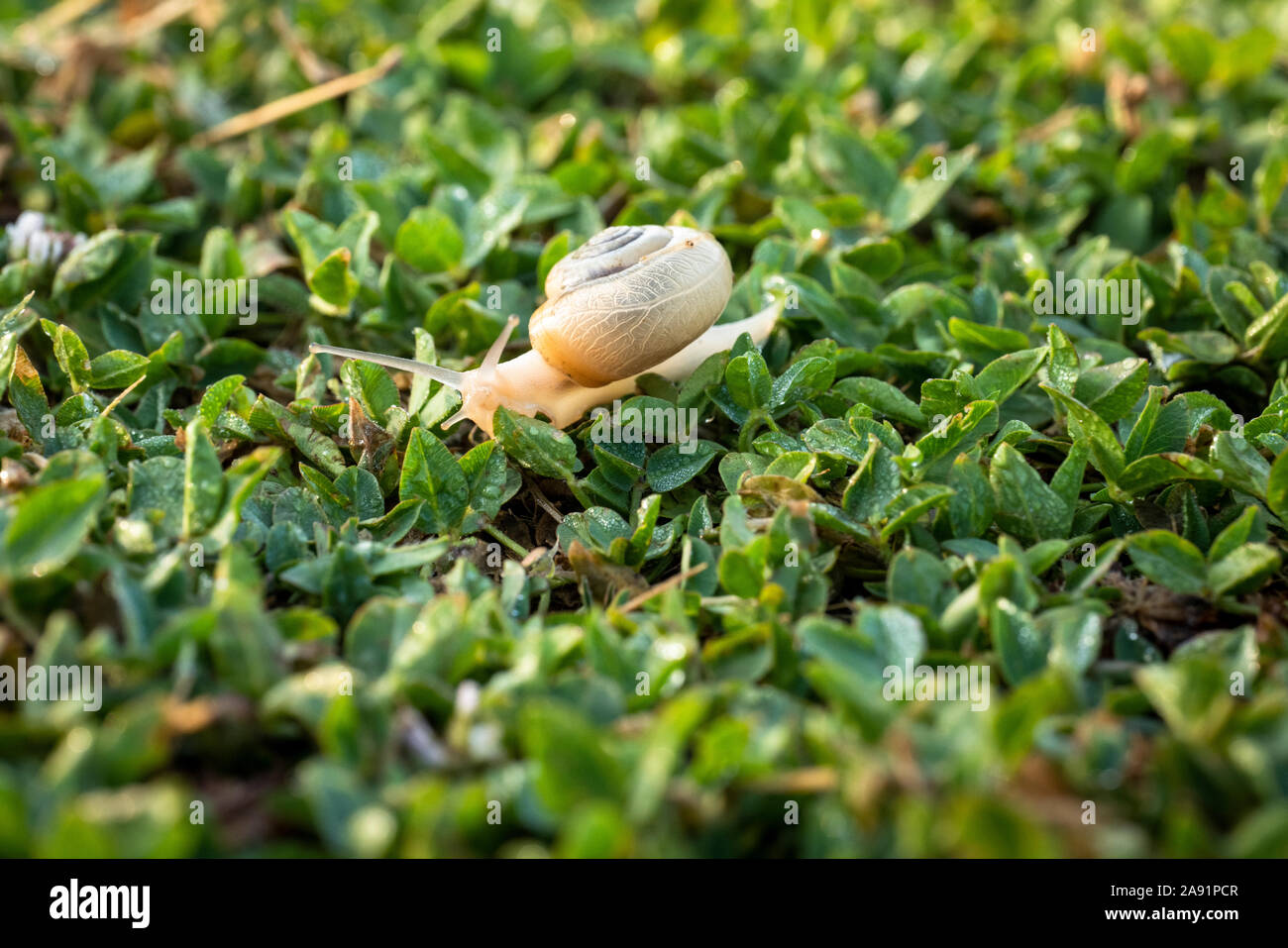 snail on the green grass Stock Photo - Alamy