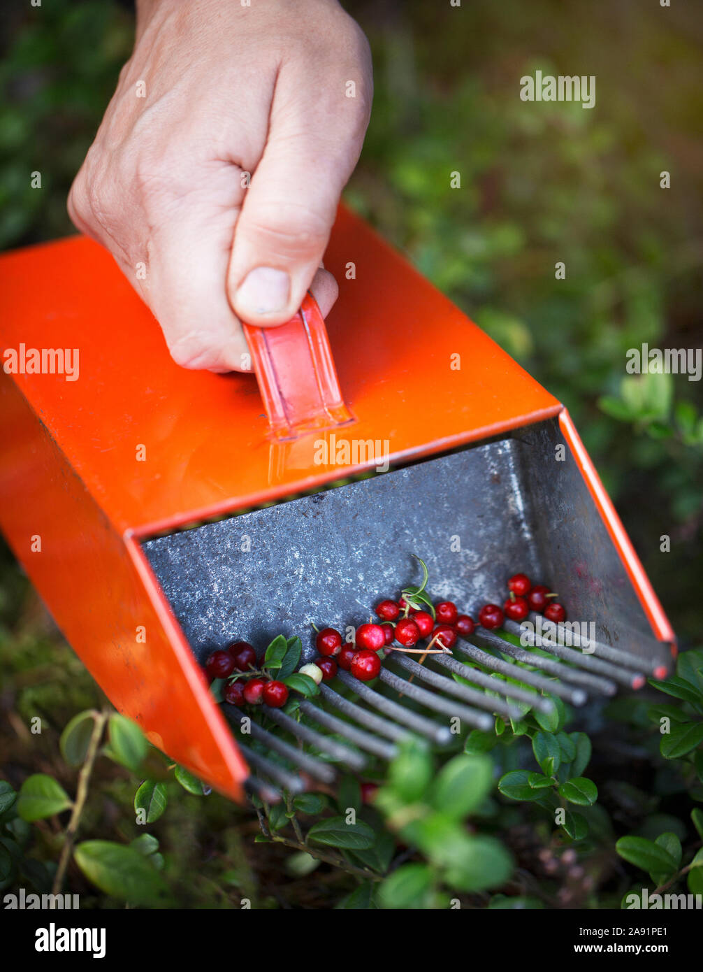 Hand picking fruits hi-res stock photography and images - Alamy