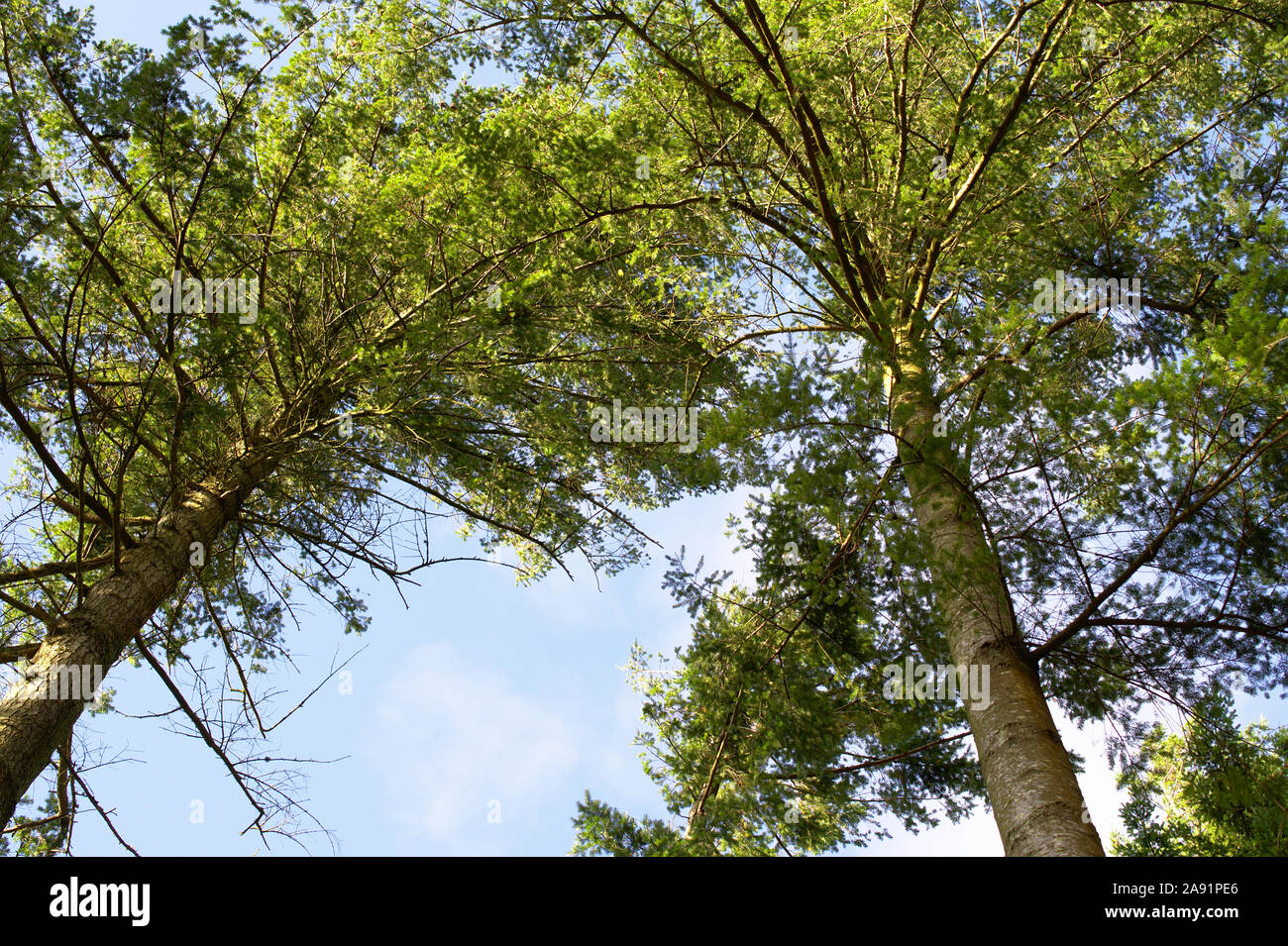 UK a vertical view of two pine trees with a blue sky background Stock ...