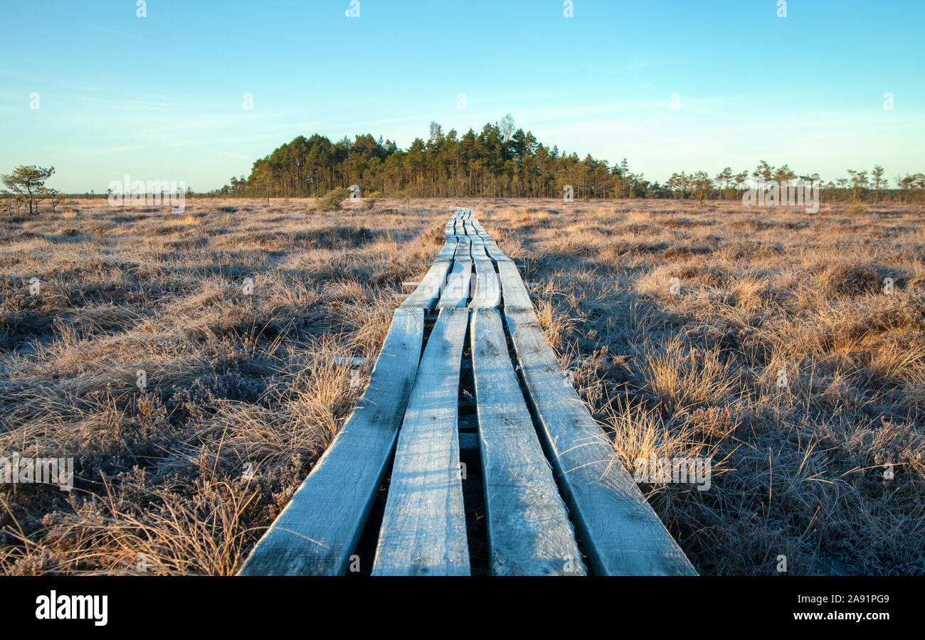 Wooden path in a bog with white hoarfrost Stock Photo - Alamy