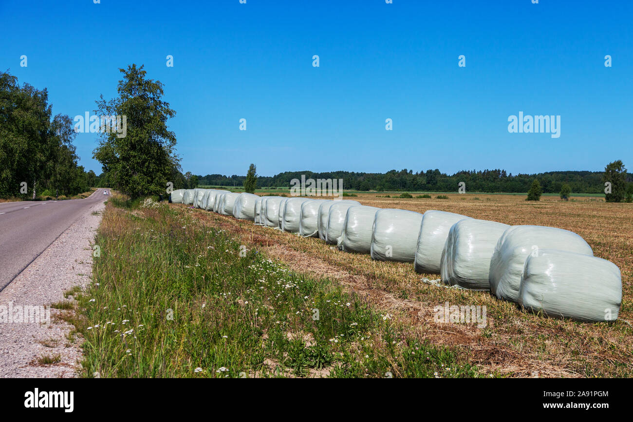 Silage wrapped in a white membrane, food for cows Stock Photo - Alamy