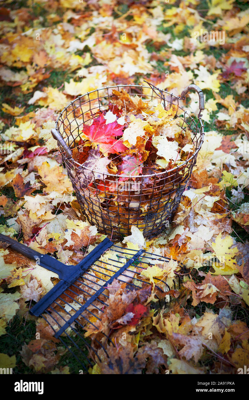 Autumn leaves in wire basket Stock Photo - Alamy
