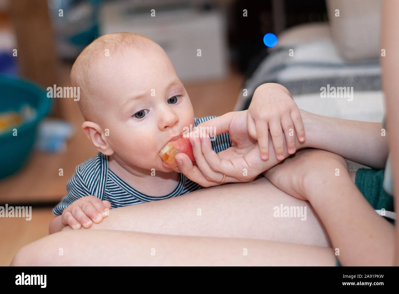 Toddler boy an appetite biting into a sweet red peach that his mother ...