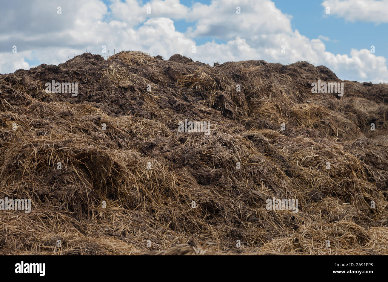Cattle manure heap on farm land hi-res stock photography and images - Alamy