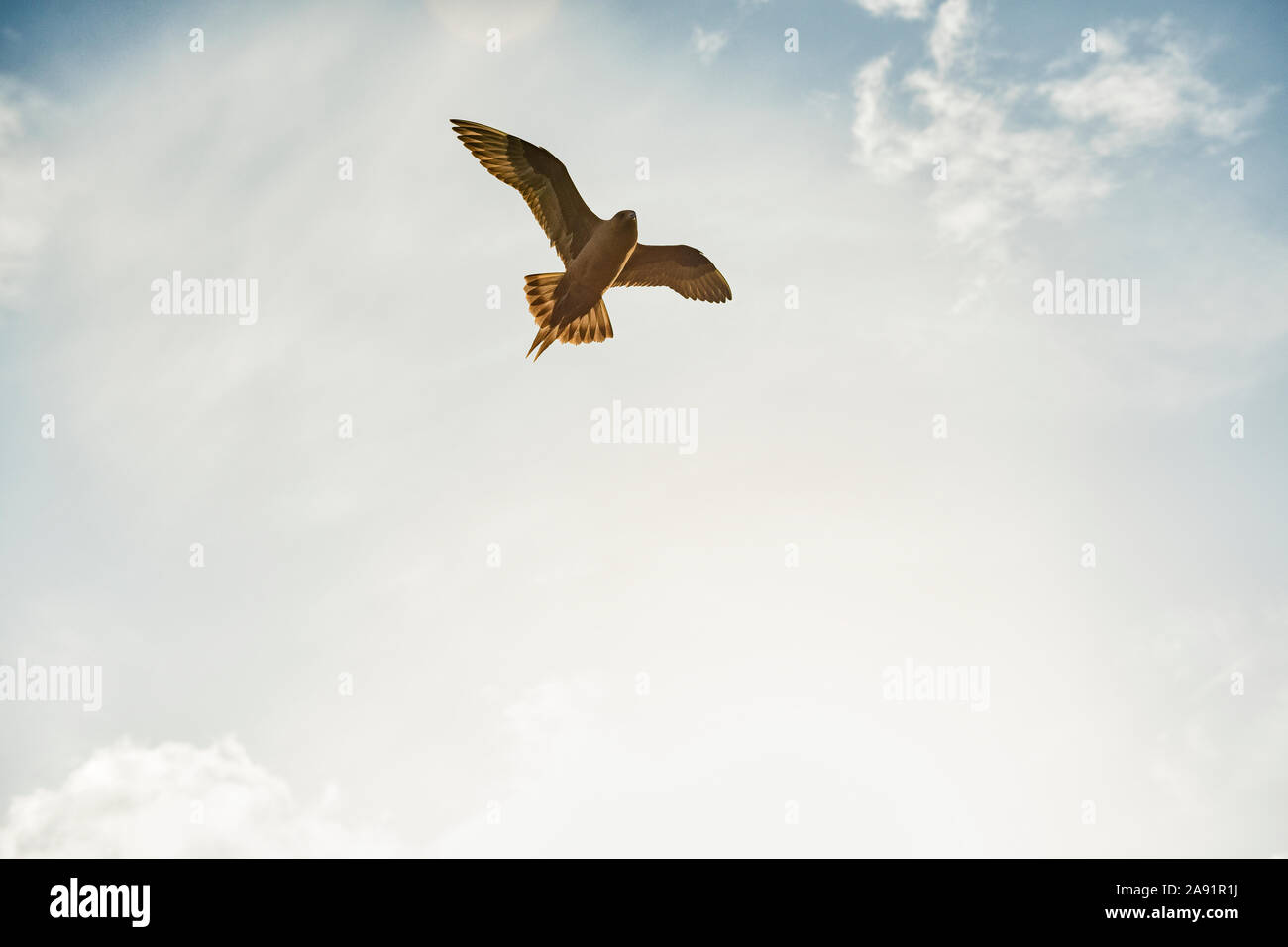 Flying with confidence hi-res stock photography and images - Alamy