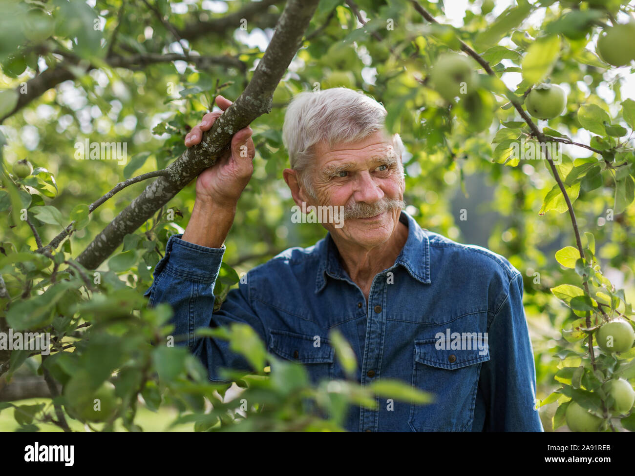 Senior man under tree Stock Photo - Alamy