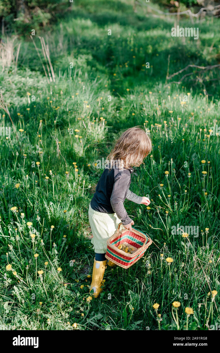Girl picking dandelions Stock Photo - Alamy