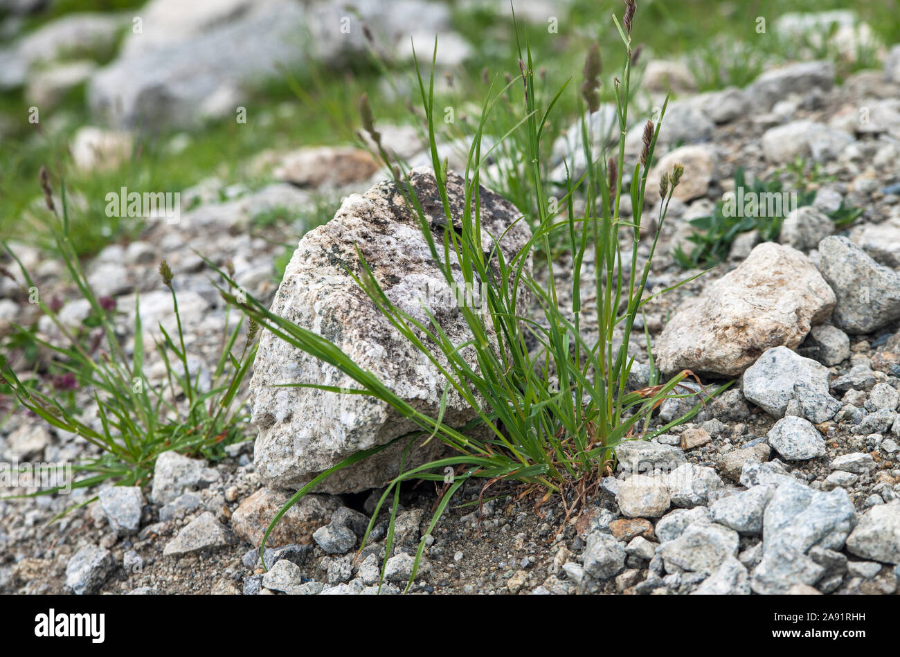 Plants are growing on mountain Stock Photo - Alamy