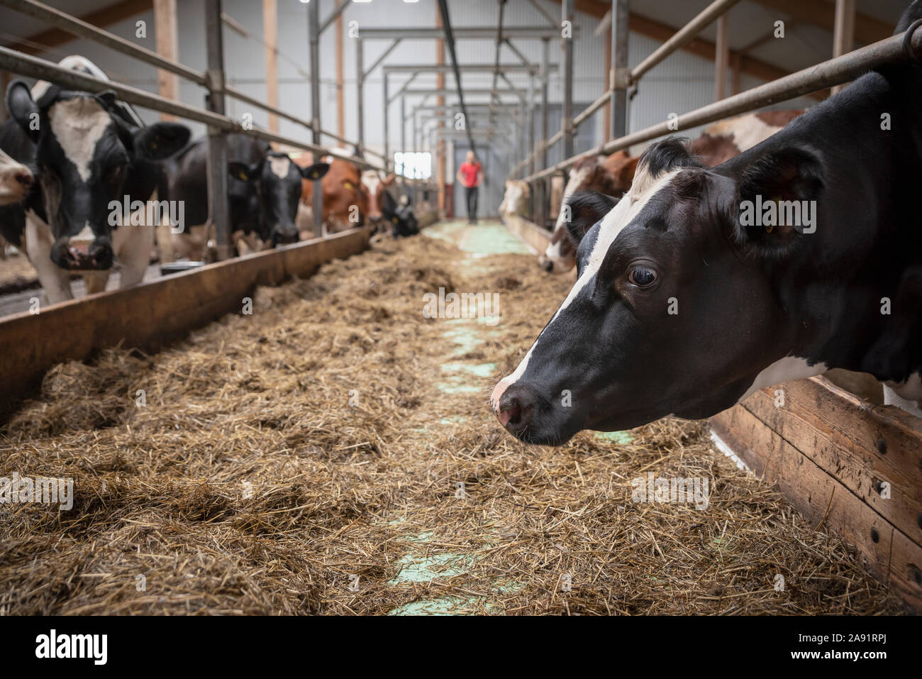 Cows in cowshed Stock Photo - Alamy