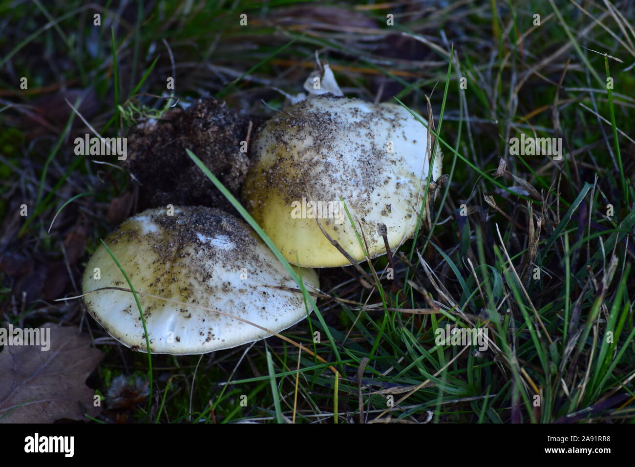 Sponge meadow hi-res stock photography and images - Alamy